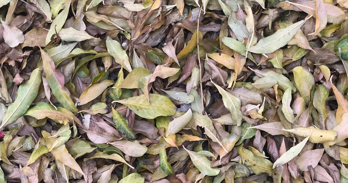 What Is a Highly Quality Grade of Black Tea? ☕️ 7 Grades Explained ...